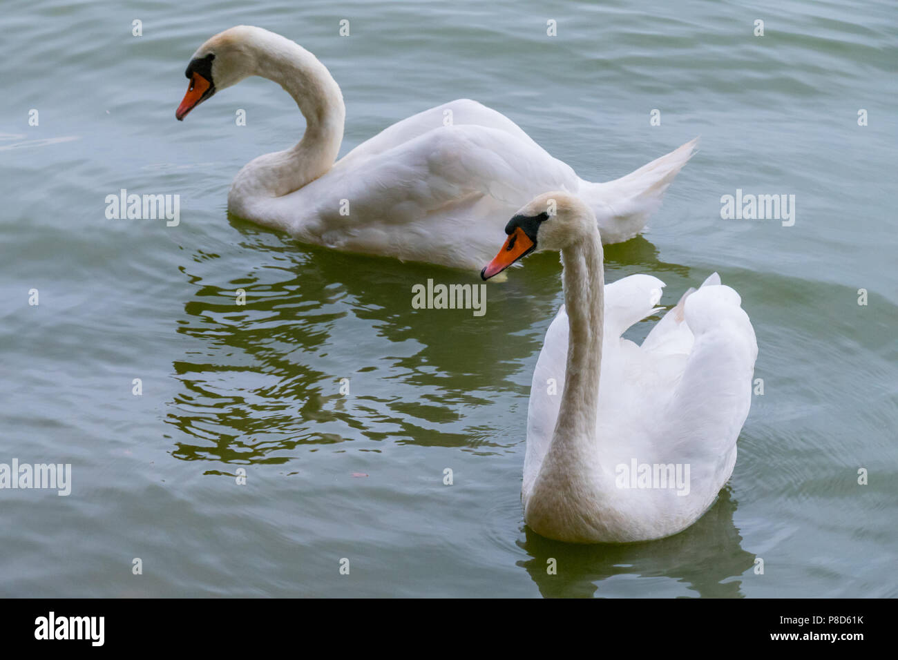 Two white swans with red-black beaks like a couple of lovers . For your ...
