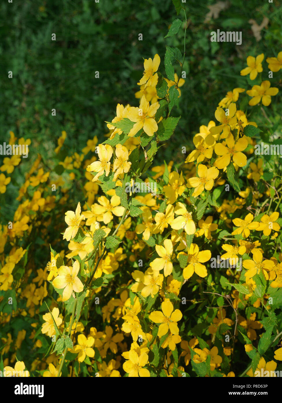 Little yellow hypericum flower with green leaves under the scorching ...