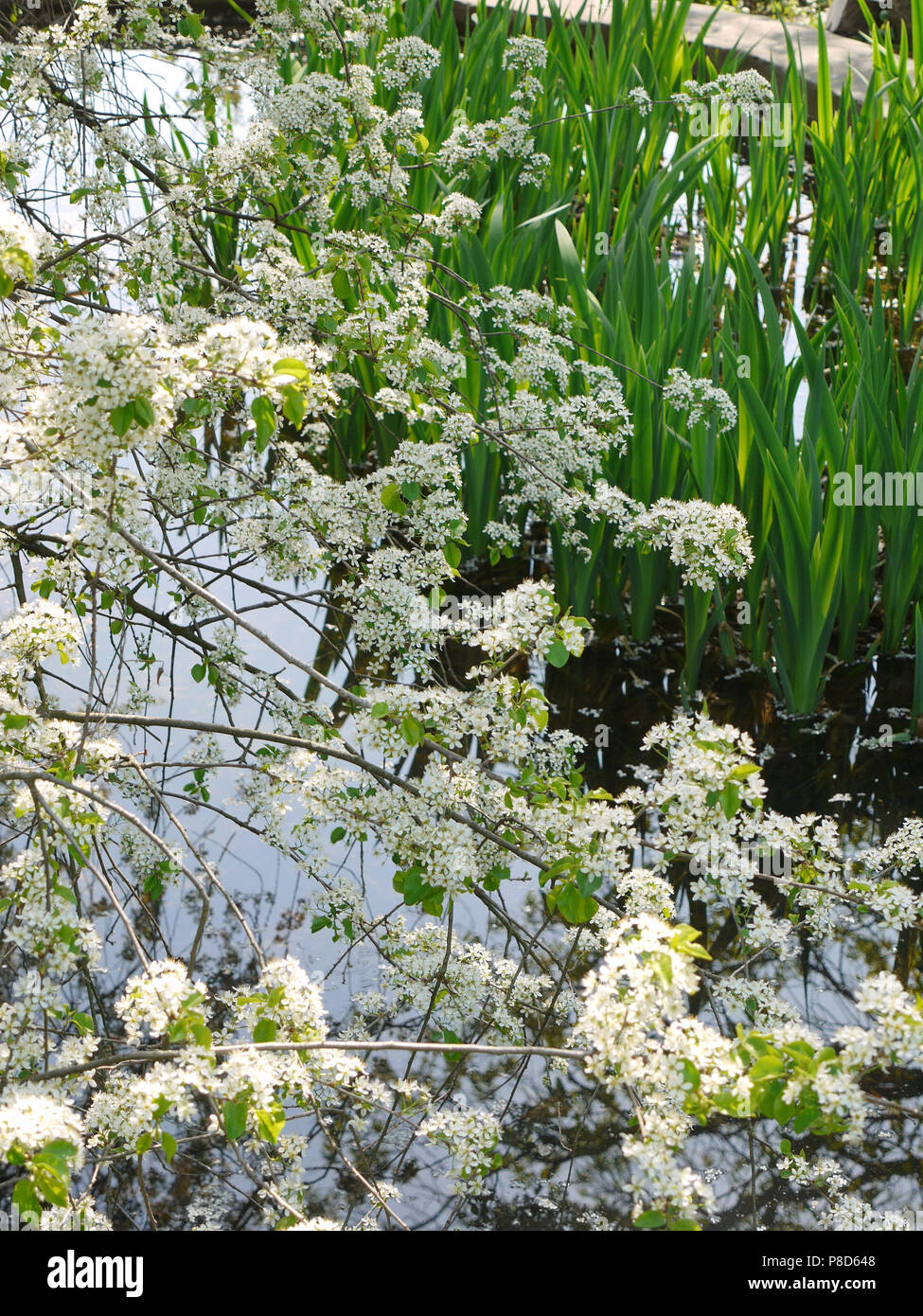 White flowering spring cherry against the background of the river and ...