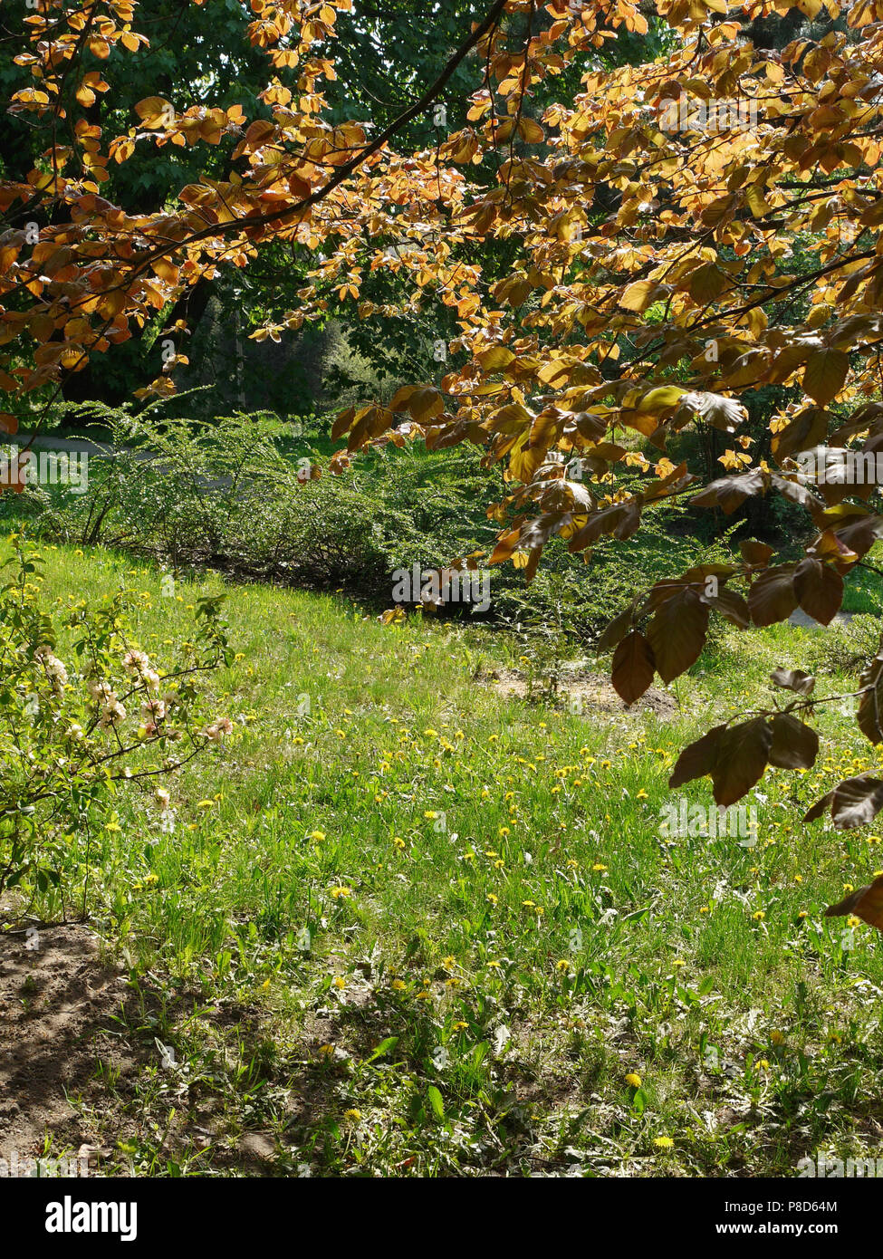 Cozy green glade in the shade of trees with leaves of shaded color ...