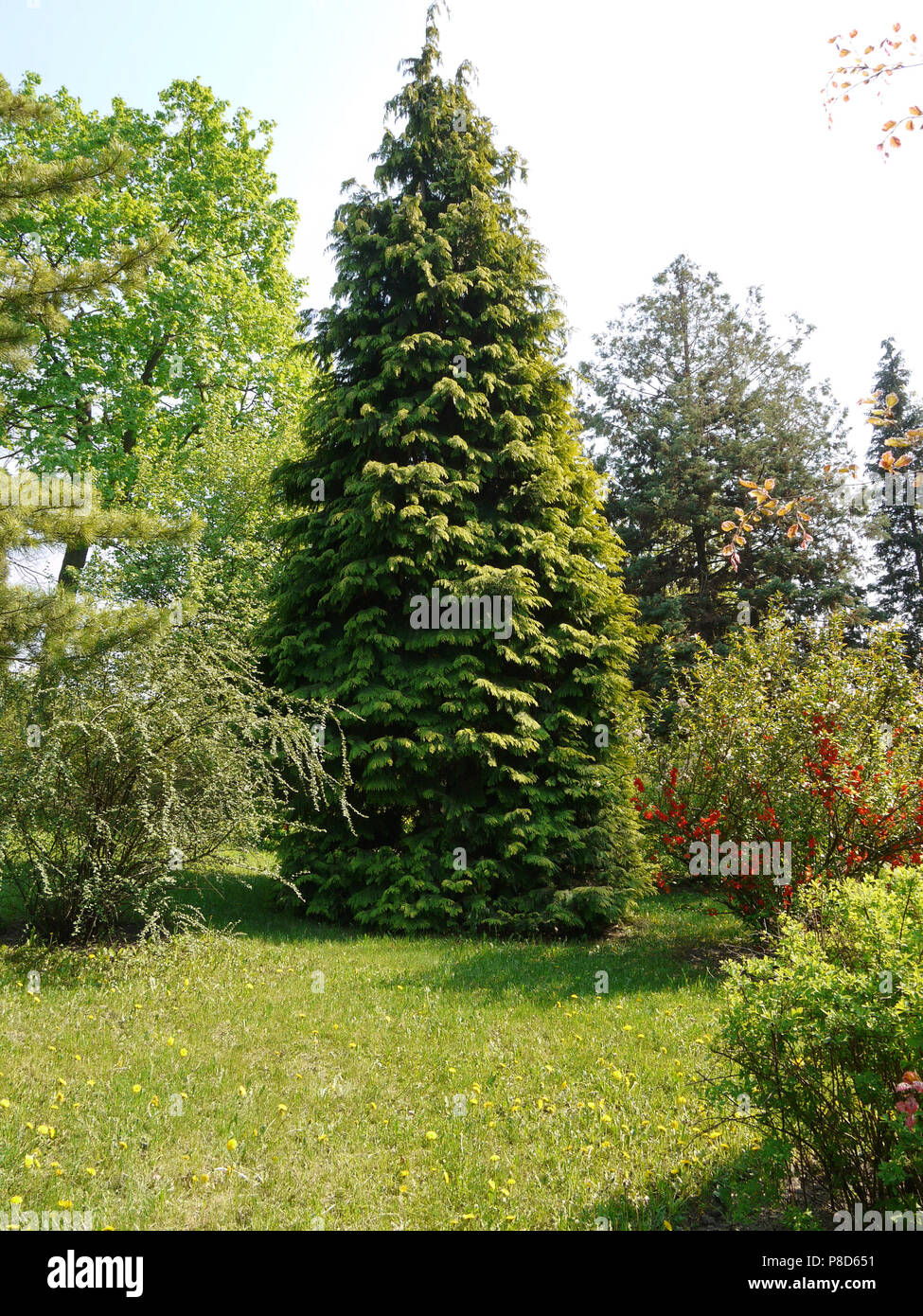 A huge coniferous tree in a park area next to decorative bushes and a ...