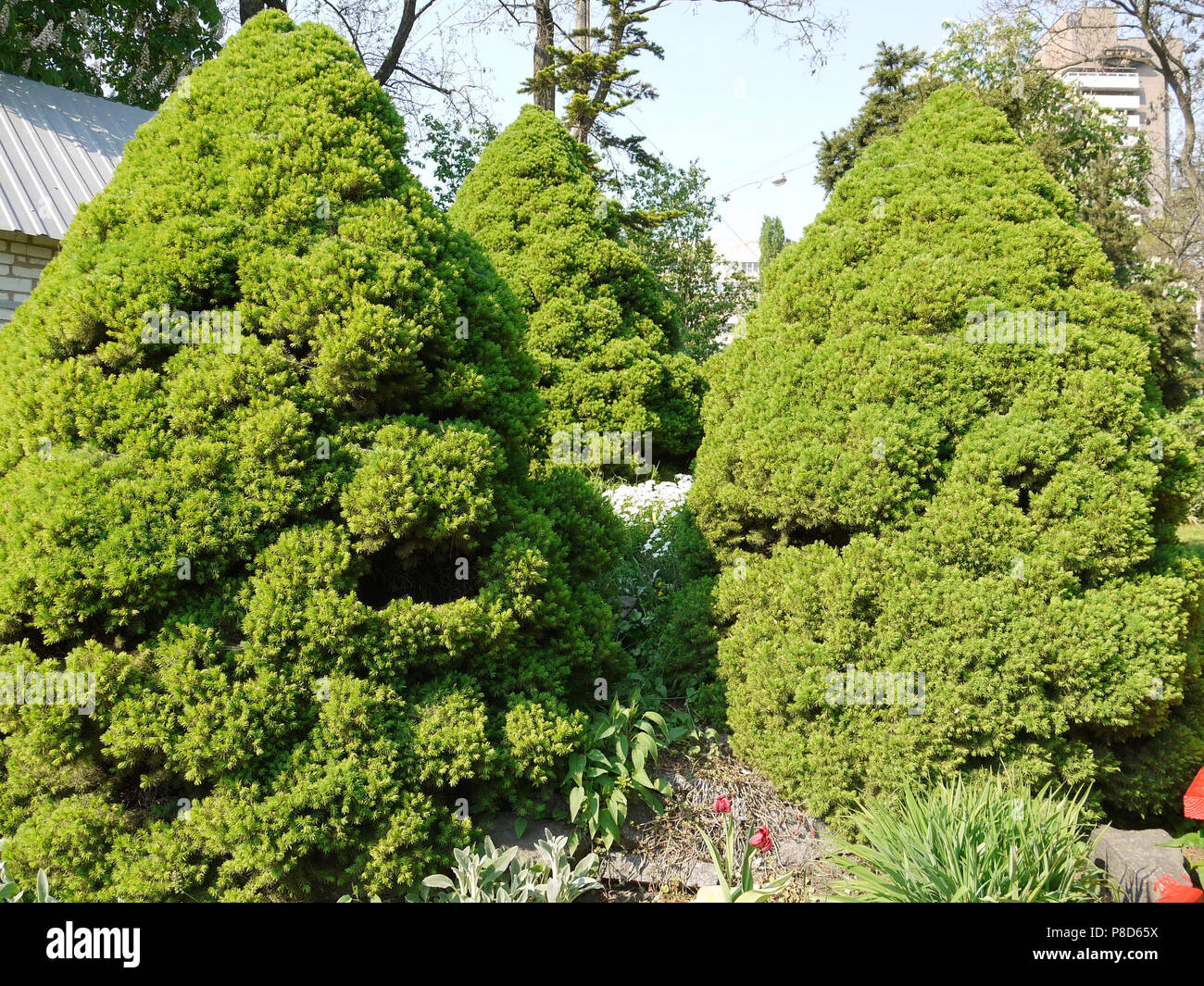 Lush trees in the garden with a lot of branches behind which can not ...