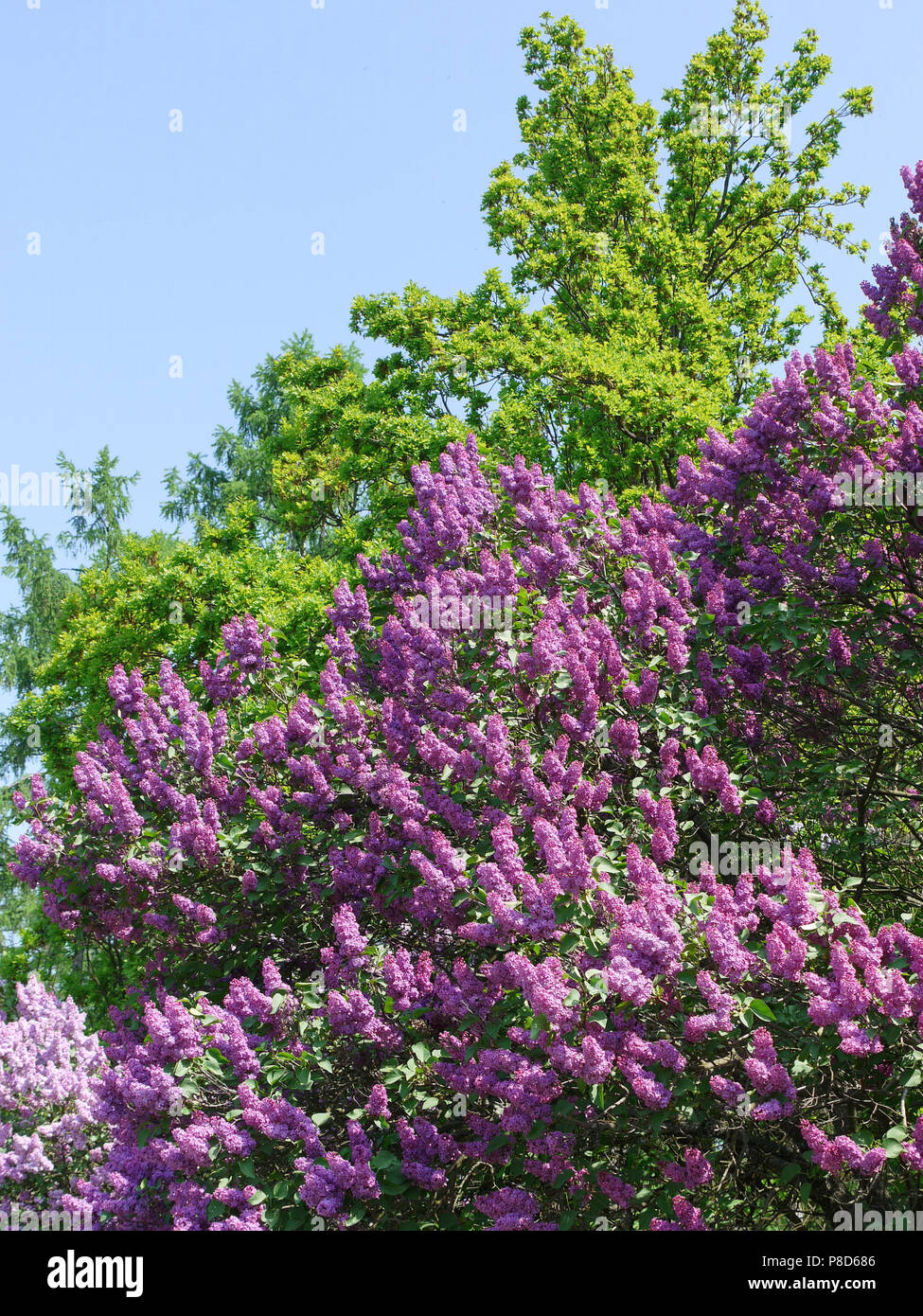 A tall bush of blossoming lilacs. All other plants are faded against ...