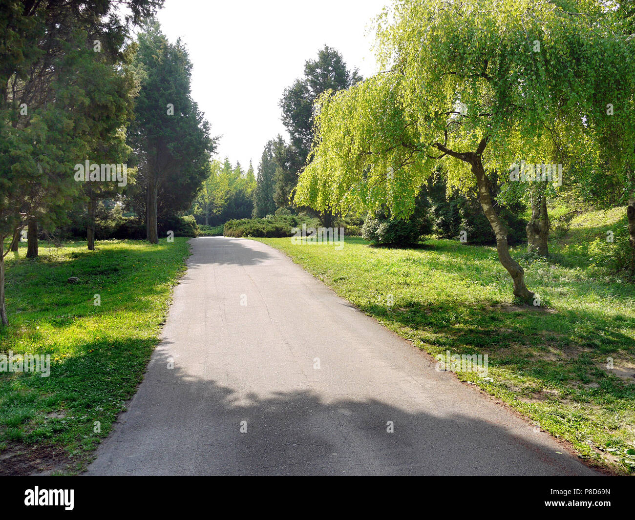 wide clear alley with a park with sloping creeping willows on a clear ...