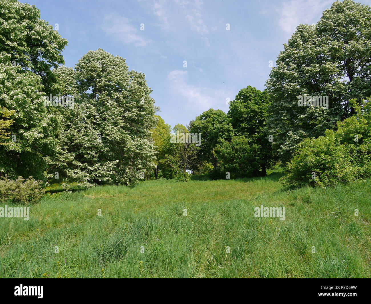 Green scenic lawn with soft grass located environment of tall trees ...