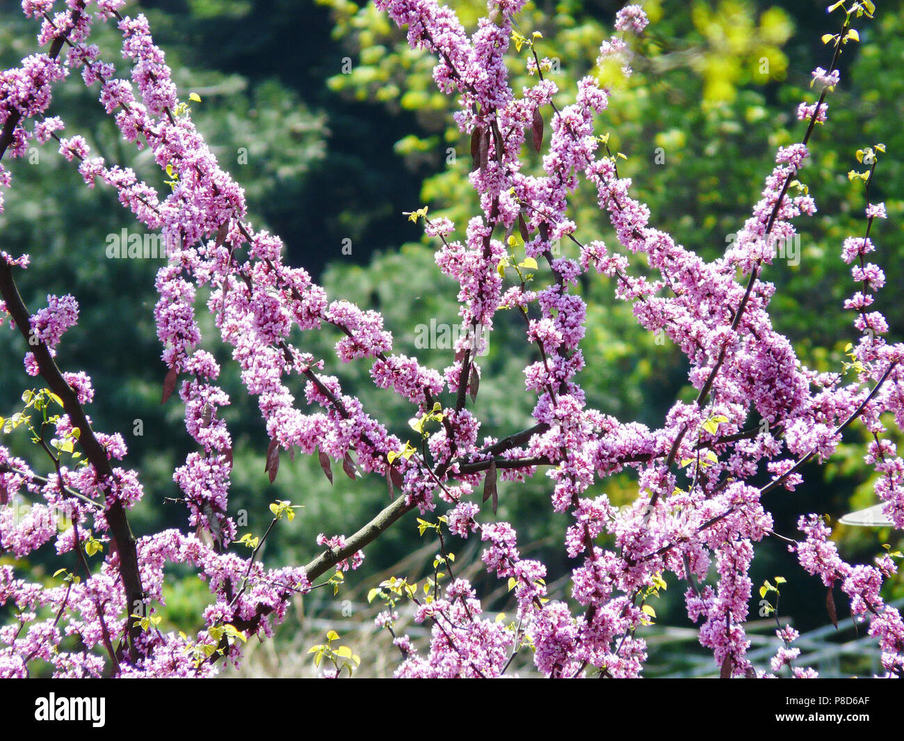 The branches of a beautifully flowering plant are intertwined through ...