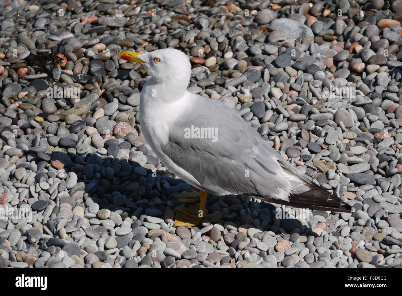 A beautiful seagull with white gray plumage standing on a sea pebble ...