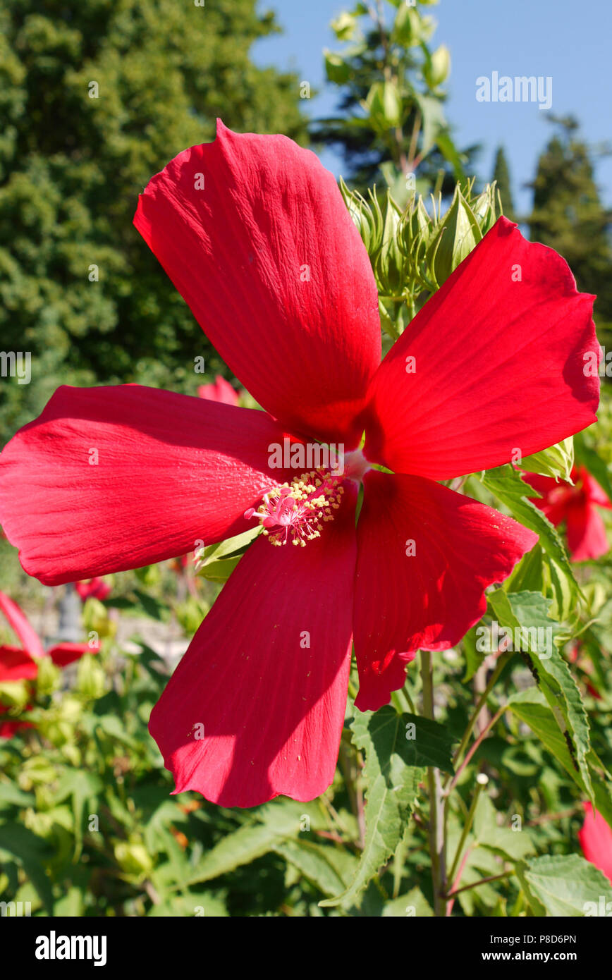 five red petals of a delicate flower unfurled fan with a pestle and a ...