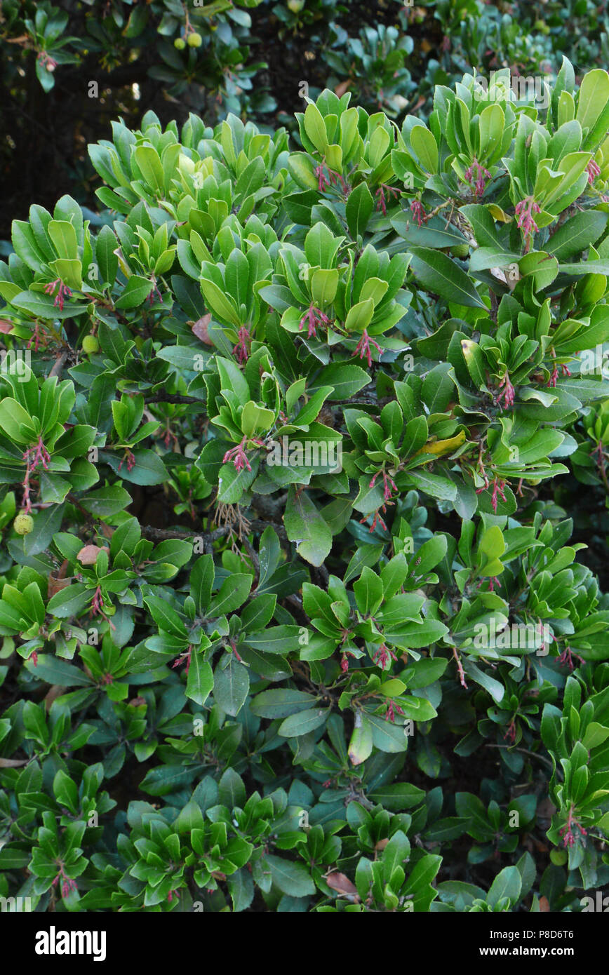 A beautiful and lush decorative shrub with small long green leaves ...