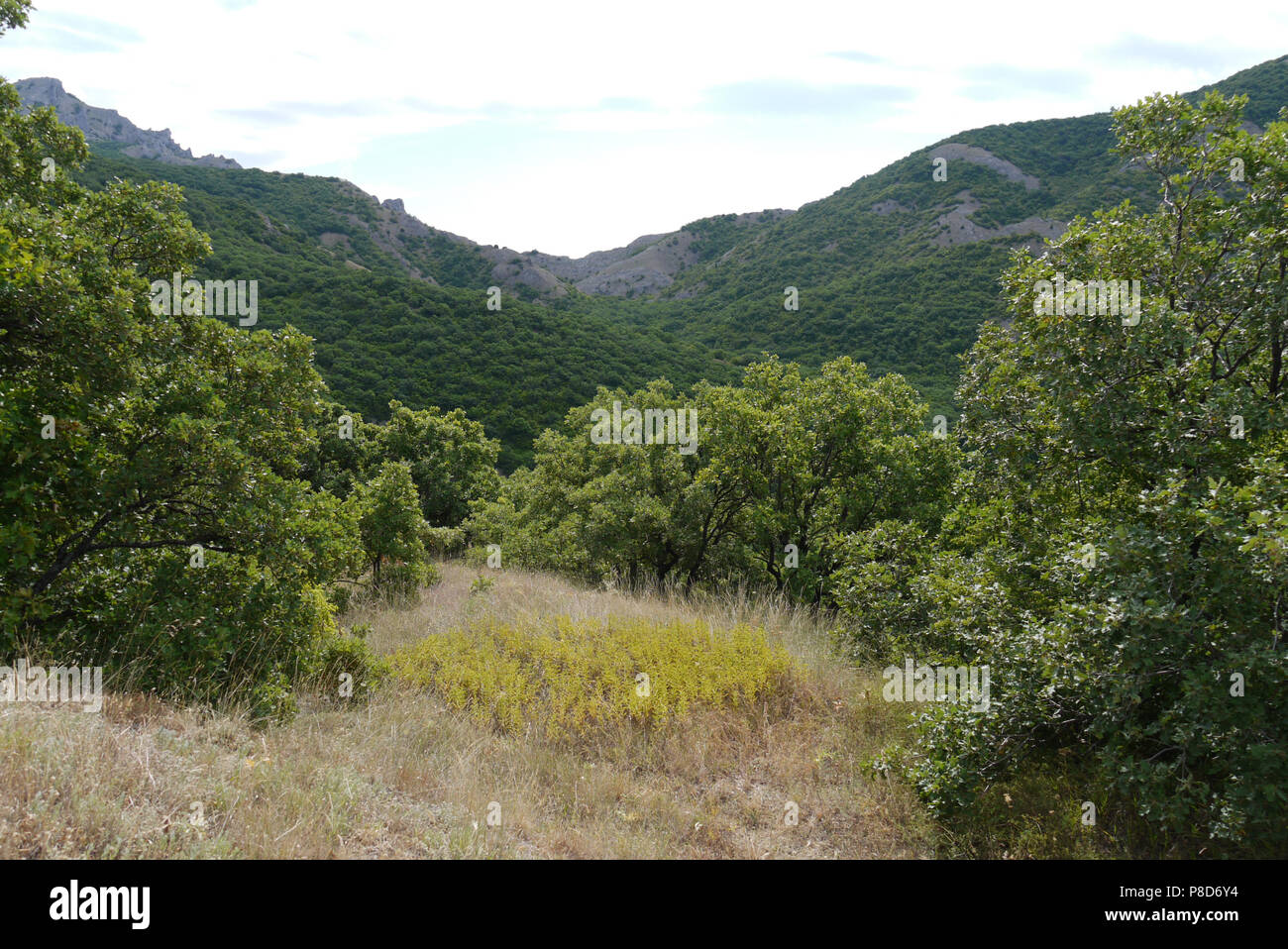 A small forest glade with trees against the background of a huge ...