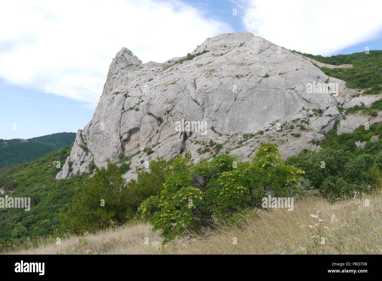 Sheer pine tree hi-res stock photography and images - Alamy