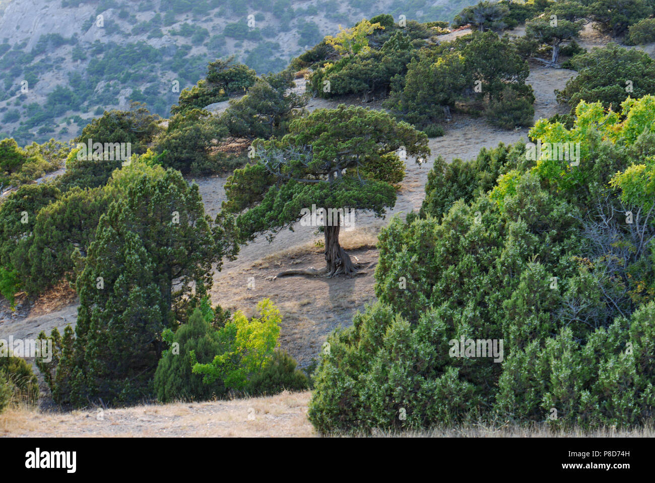 Trees of a strange shape on the slope of the mountain. As Enty from The ...