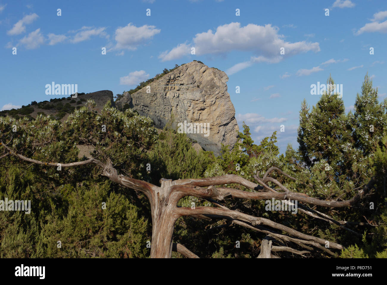 A steep rocky rock with old pine trees at the foot of the blue sky ...