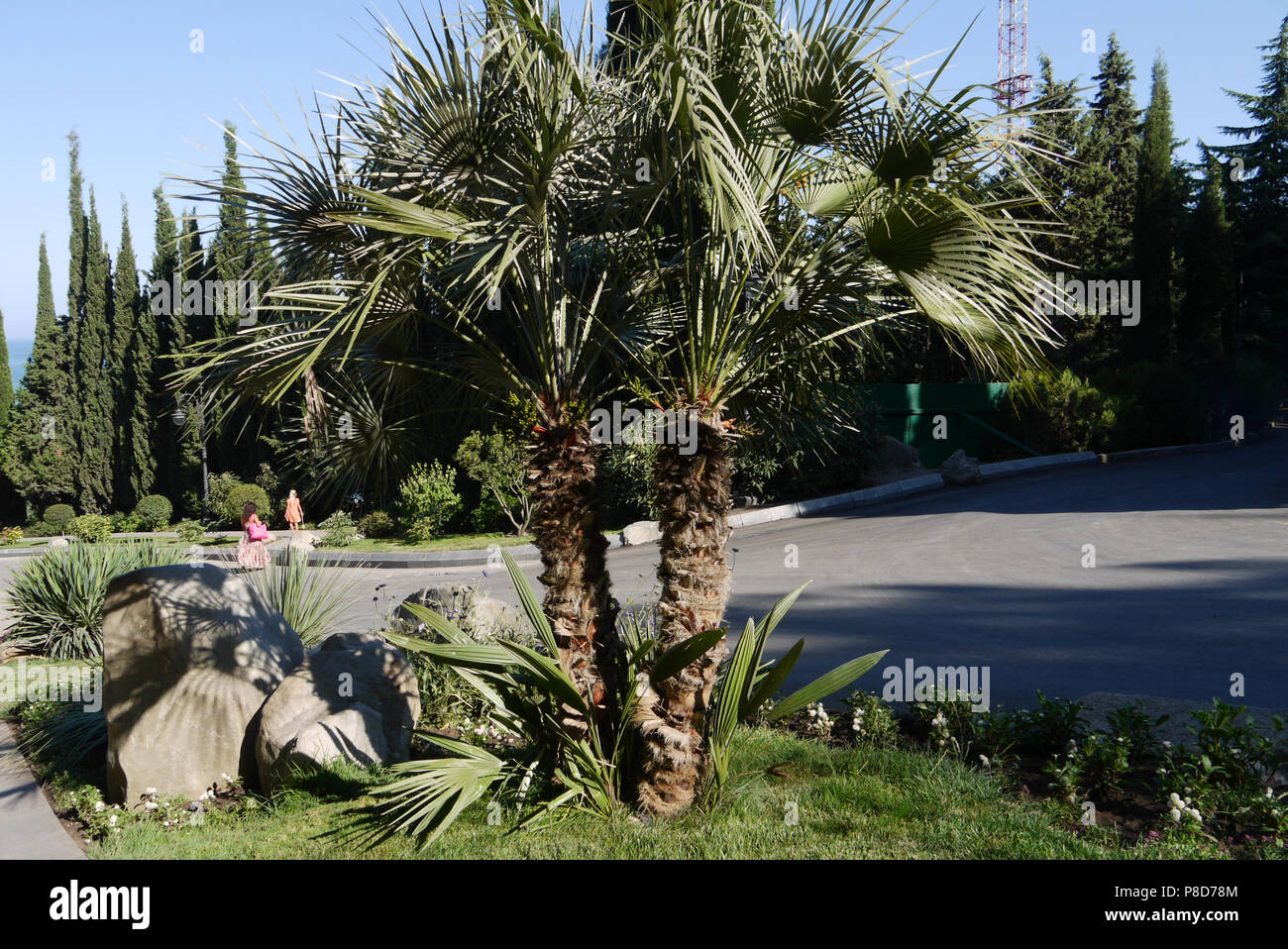 Long narrow leaves hi-res stock photography and images - Alamy