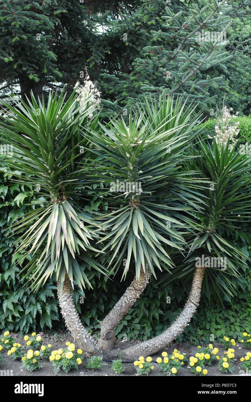 Young shoots of palms with curved trunks of still young trees growing ...