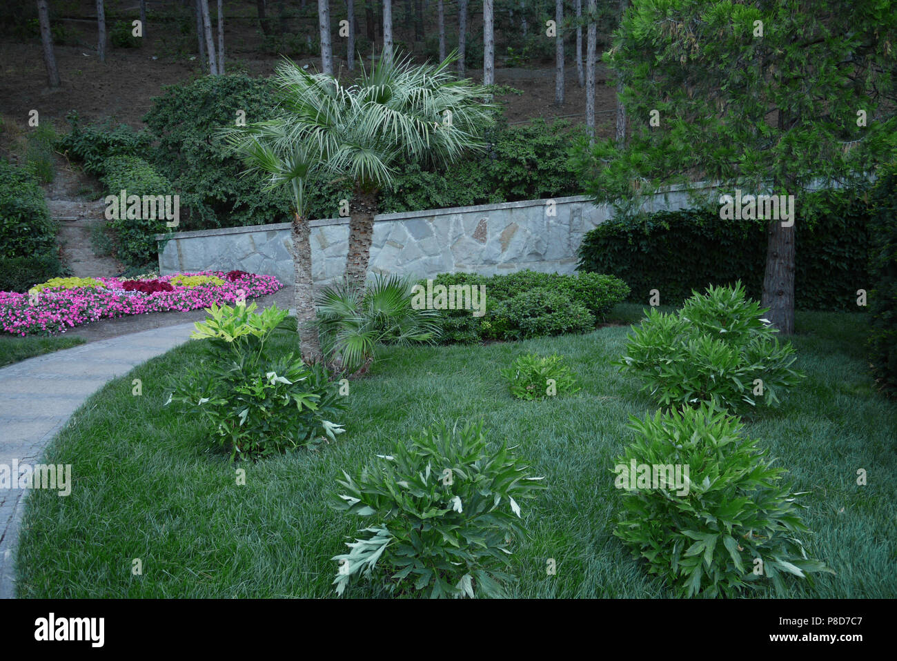 All possible plants on one photo. Palms and bushes in the foreground ...