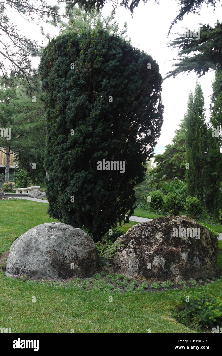 Rectangular bush and two large stones at the bottom. Probably the ...