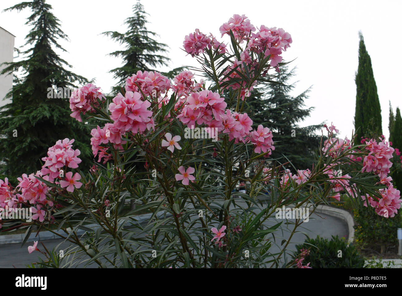 Beautiful pink flowers with a long stem on the background of a mall and ...