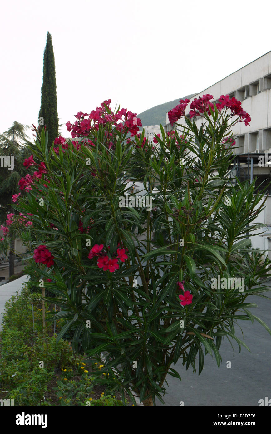 A tall bush with beautiful, red flowers is like a tree silhouette ...