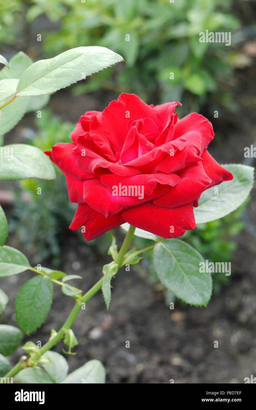 Red Masterpiece Rose