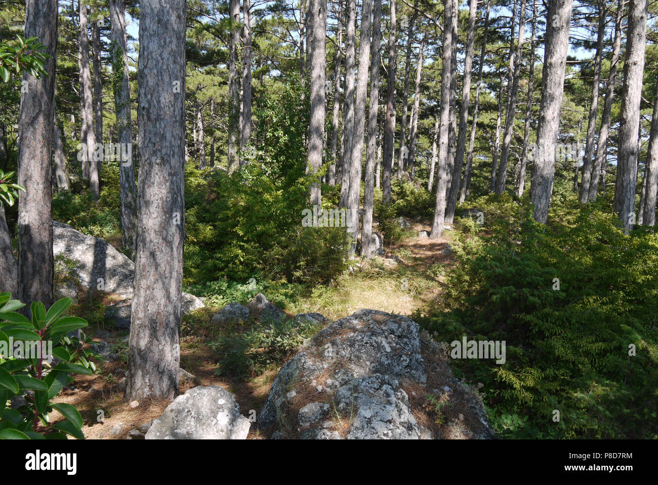beautiful forest clearing under the sunny blue sky . For your design ...