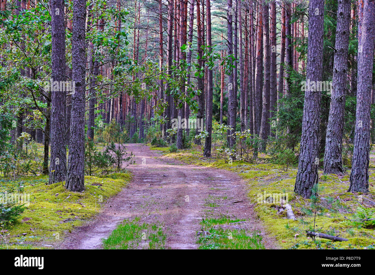 A wide path in the middle of a forest glade surrounded by tall ...