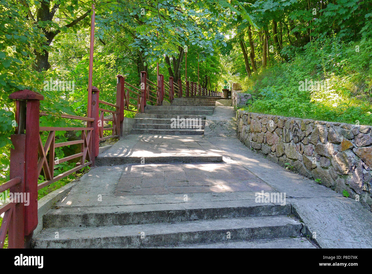 a wide path in the middle of a forest glade surrounded by high dense ...