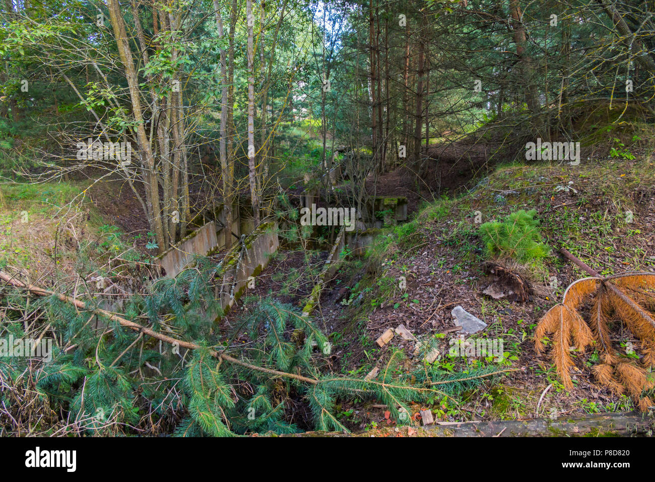 An overgrown ditch surrounded by arid trees. Dense forest . For your ...