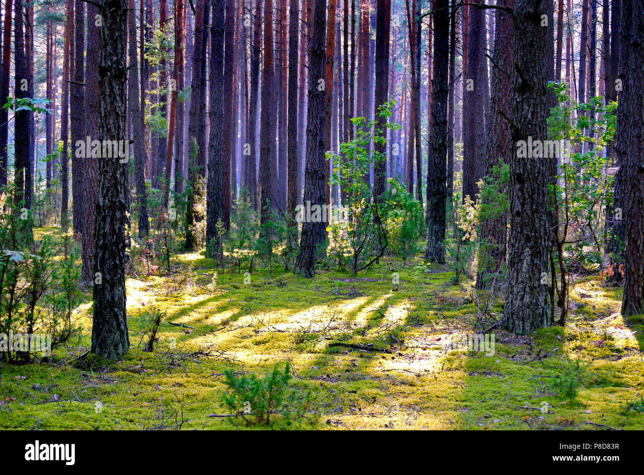 the forest lawn is covered with grass and high with slender trees . For ...