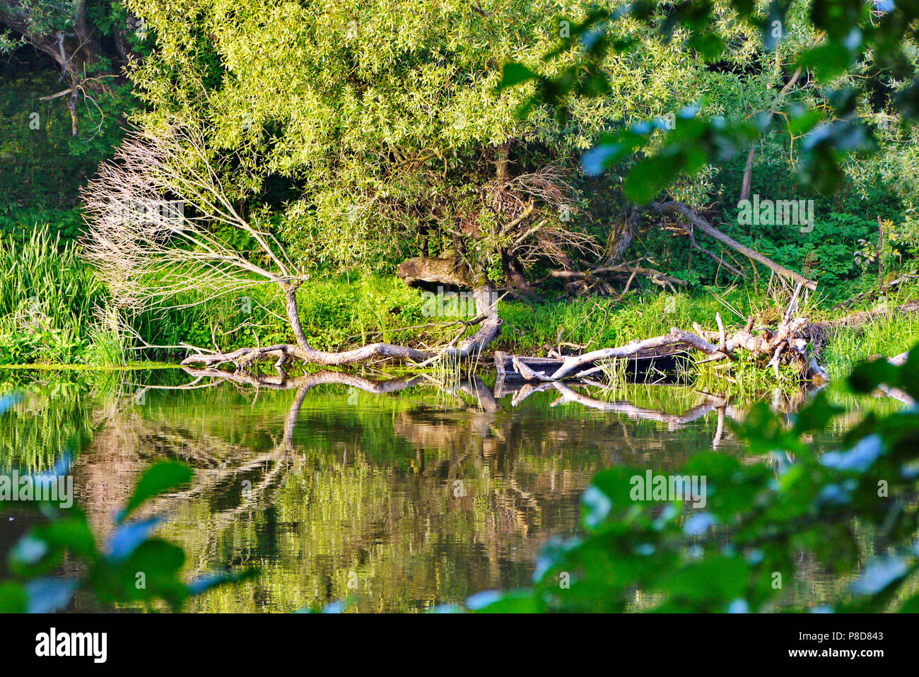 beautiful shiny pond on the back of a thick lush forest . For your ...