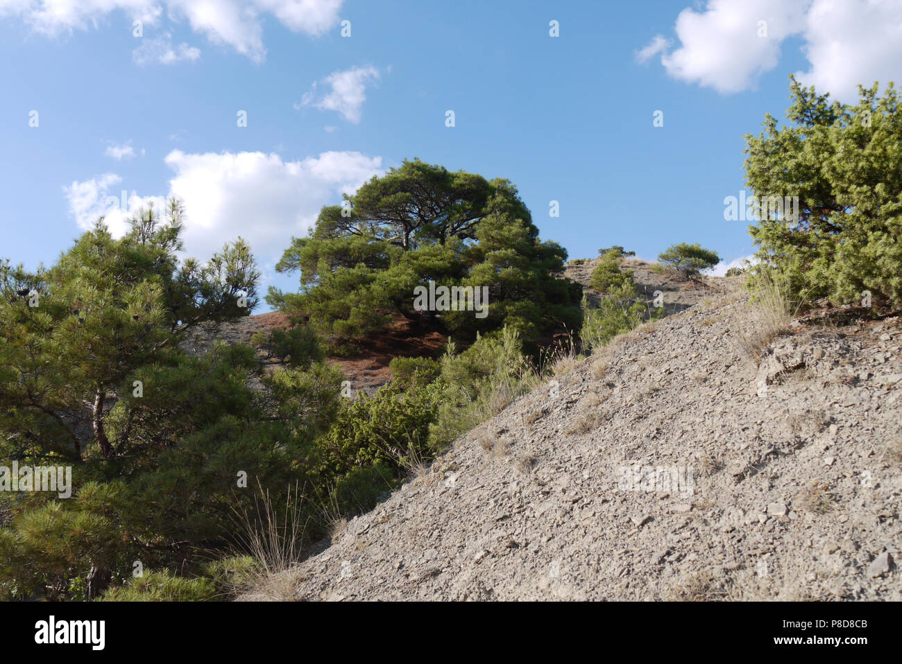 Broad tree hi-res stock photography and images - Alamy