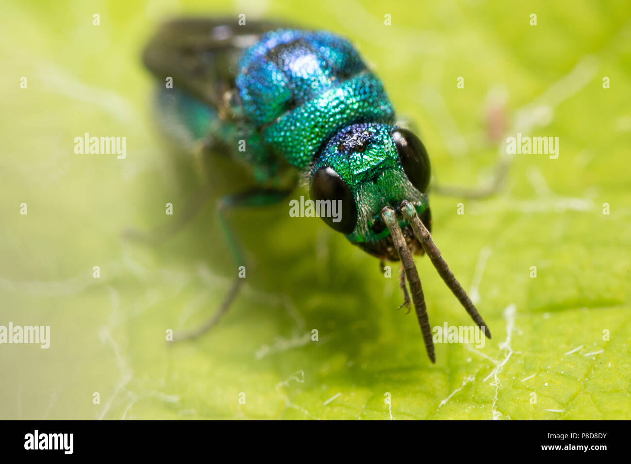 Insects in the garden Stock Photo - Alamy