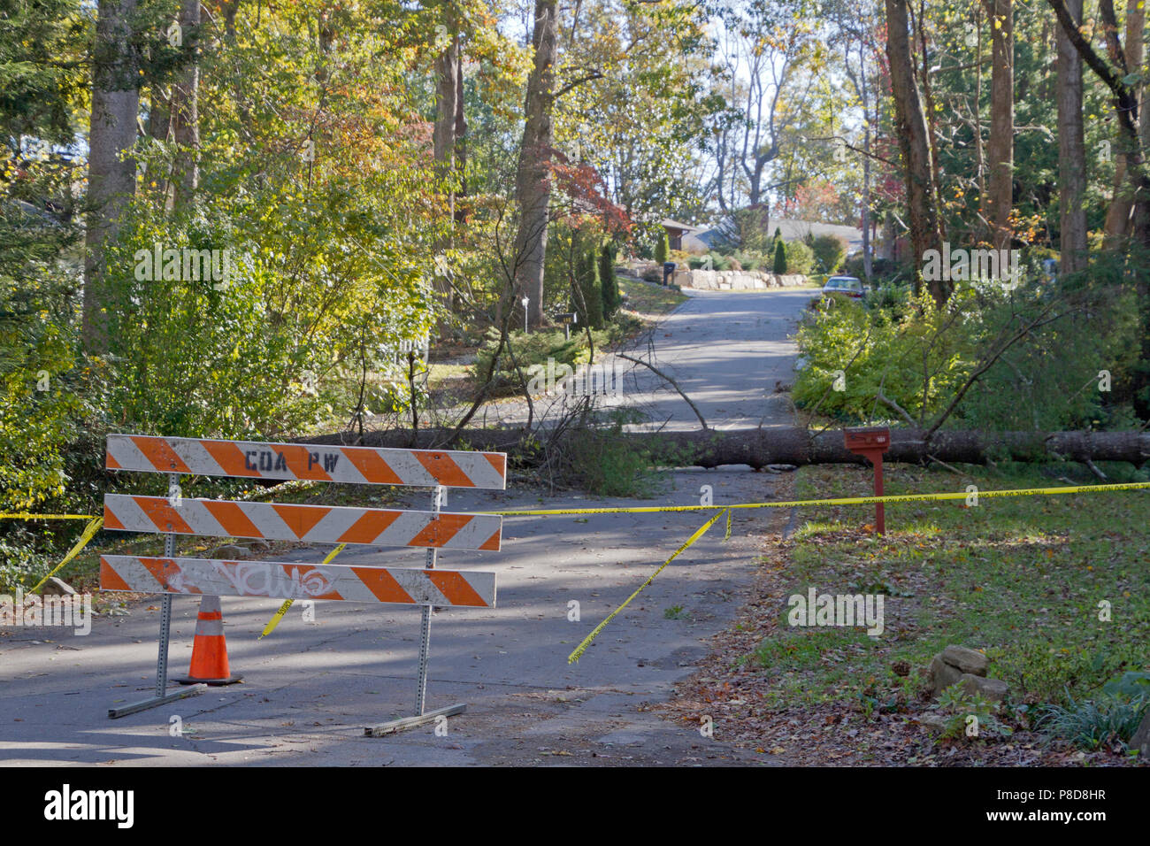 A storm brings down a large tree and utility wires across a ...