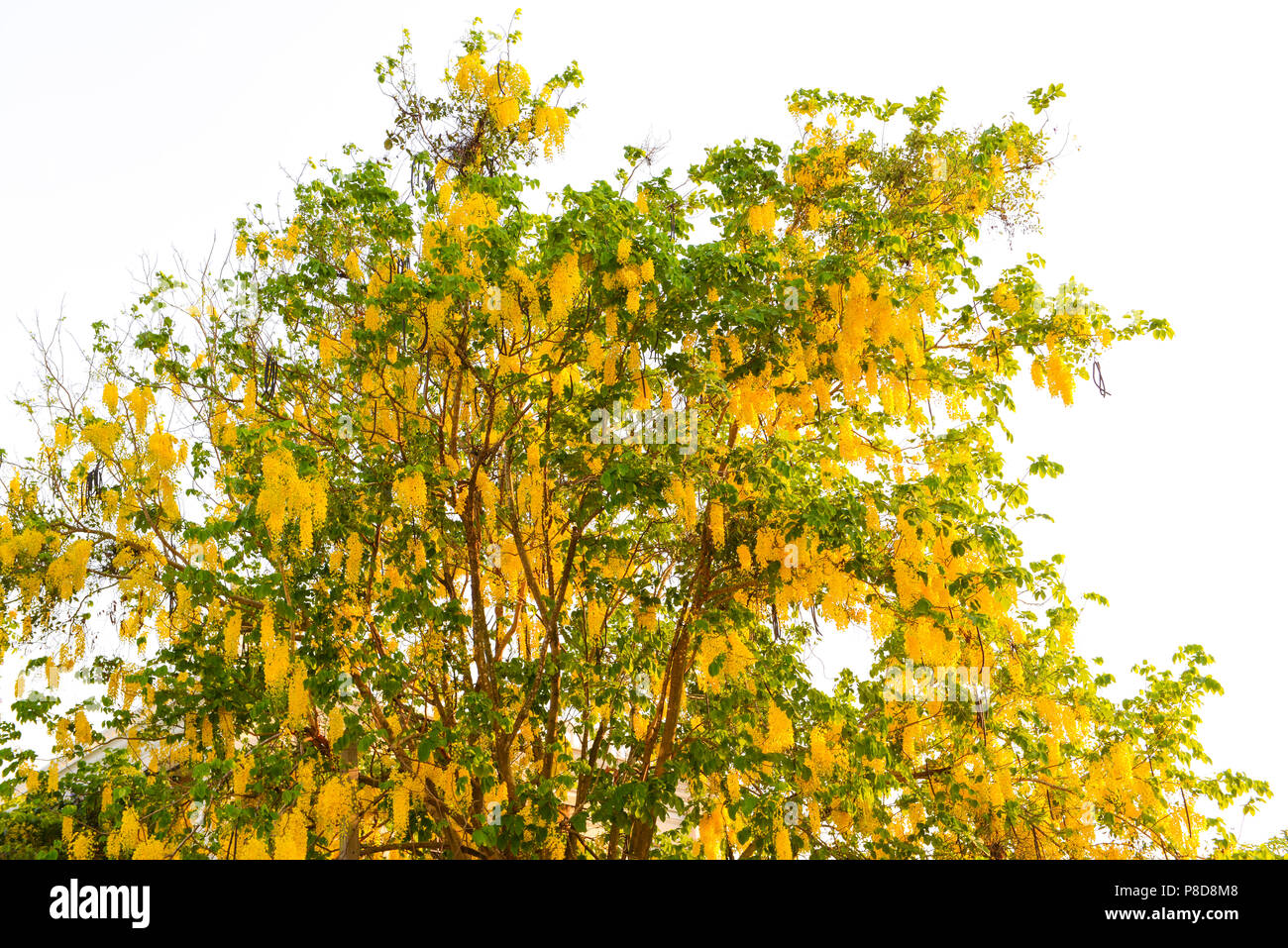 Beautyful Yellow Flower Of Golden Shower Or Cassia Fistula National