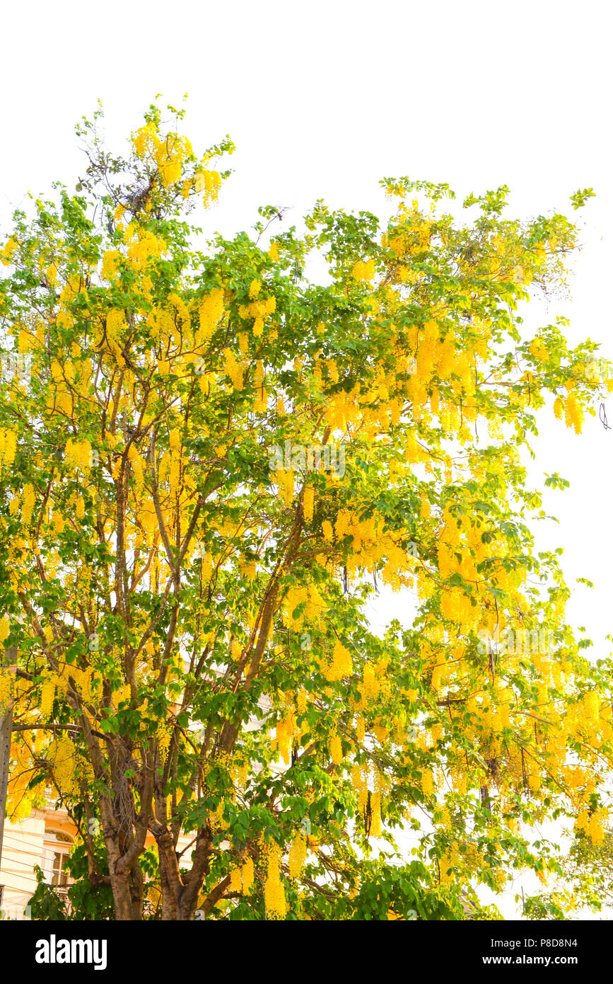 Beautyful Yellow Flower Of Golden Shower Or Cassia Fistula National