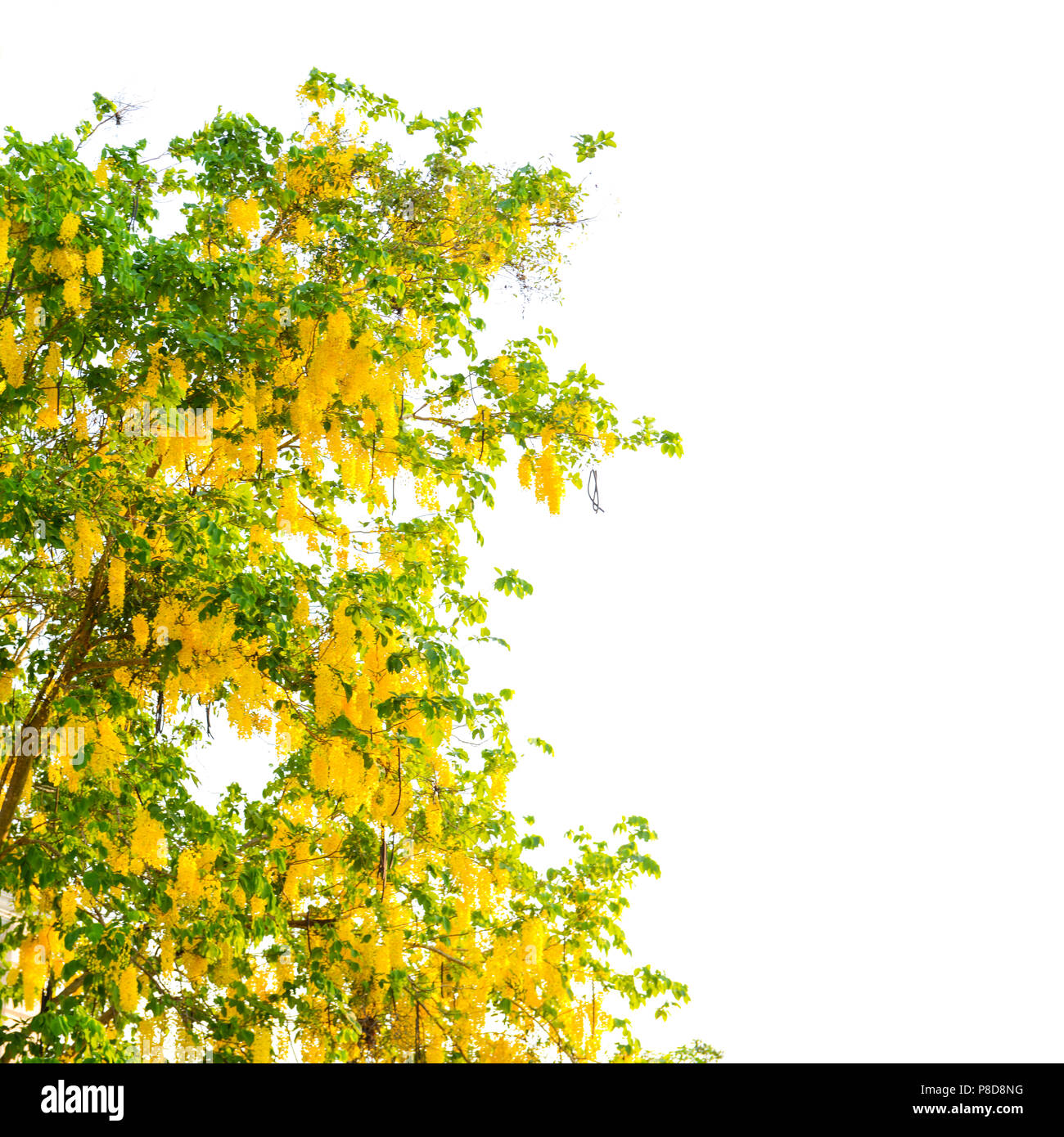 Beautyful Yellow Flower Of Golden Shower Or Cassia Fistula National