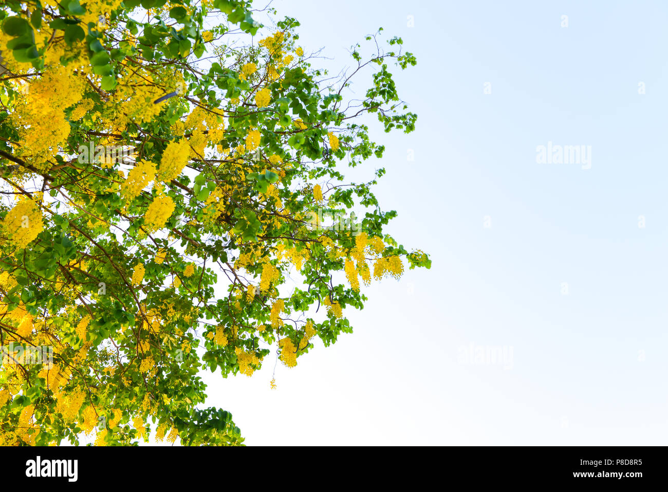 Beautyful Yellow Flower Of Golden Shower Or Cassia Fistula National