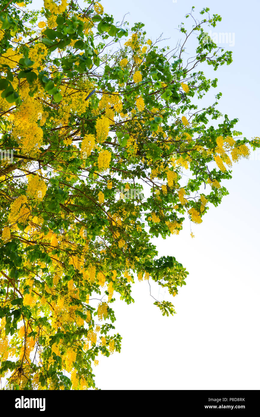 Beautyful yellow Flower of Golden Shower or Cassia Fistula. National tree of Thailand Stock ...