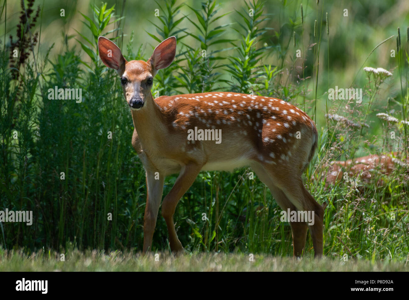 Animal in the wild Stock Photo - Alamy