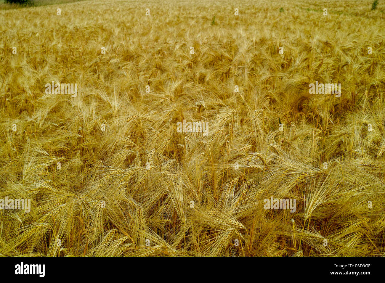 Bio farming, ripe yellow durum wheat plants growing on field, readi to ...