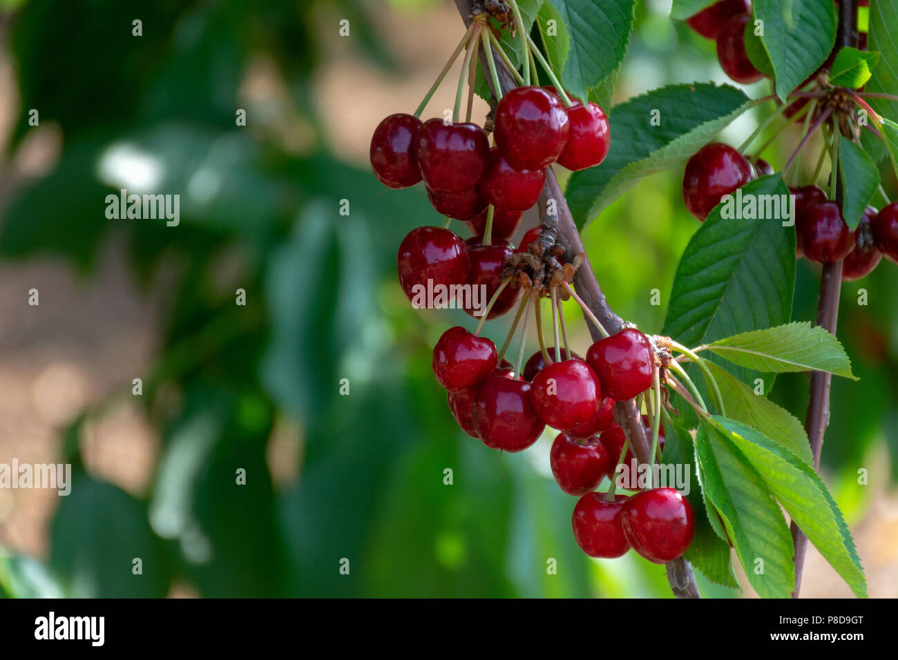 Cherry tree orchard with fresh ripe cherries fruits near cipy Turi ...