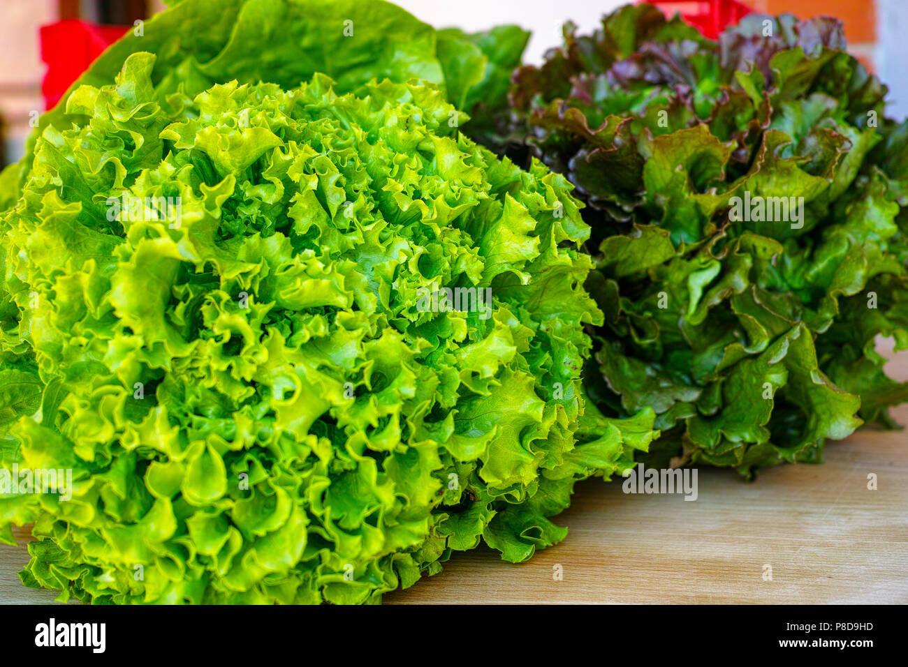 Fresh organic green lettuce leaf vegetable ready to eat in salade ...