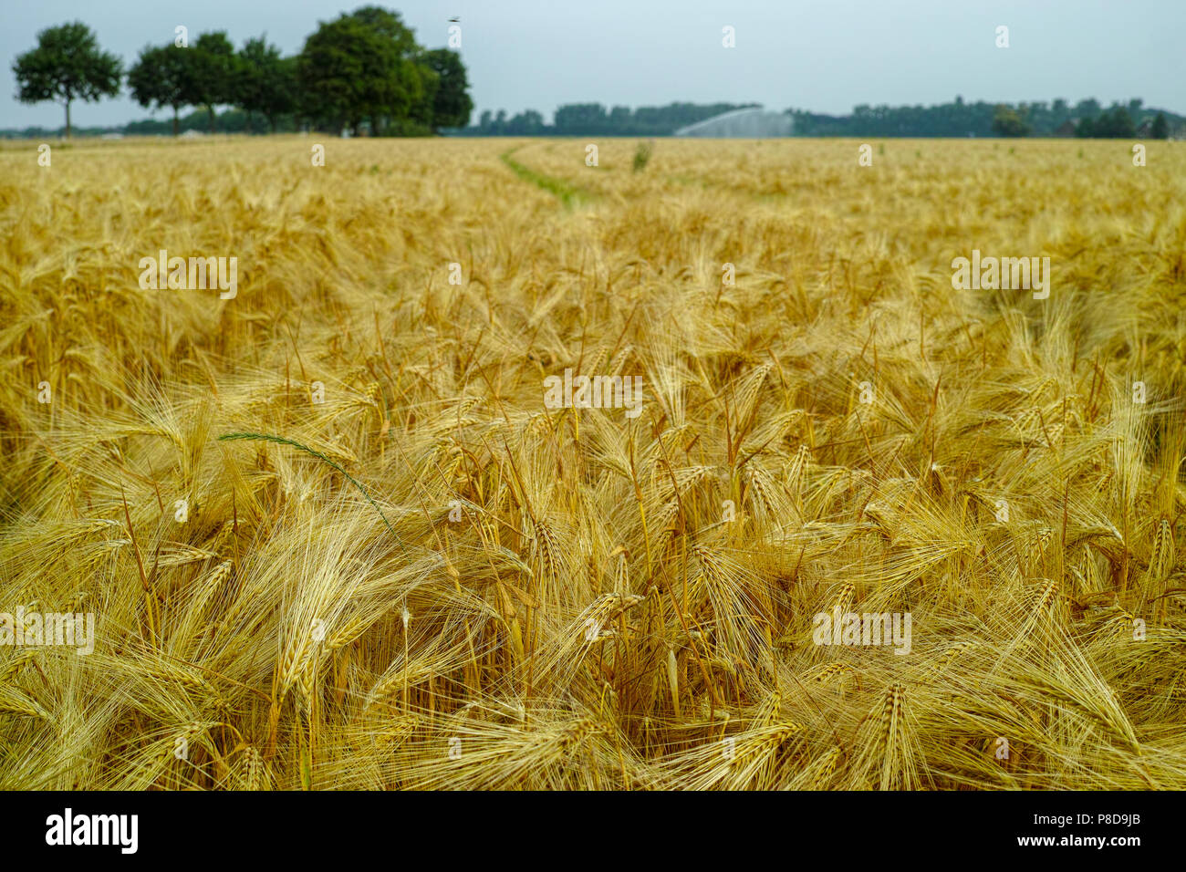 Bio farming, ripe yellow durum wheat plants growing on field, readi to ...