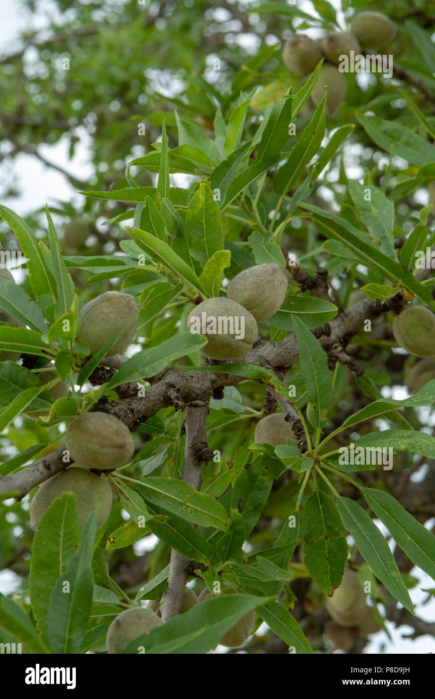 Where Do Almonds Grow