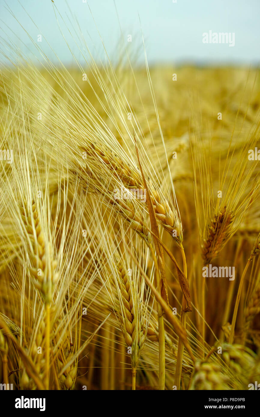Bio farming, ripe yellow durum wheat plants growing on field, readi to ...