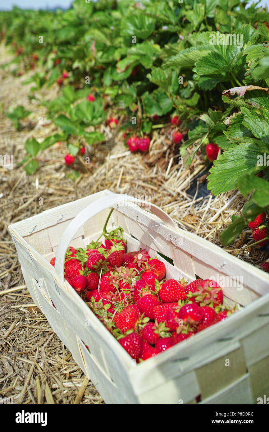 New harvest of sweet fresh outdoor red strawberry, growing outside in ...