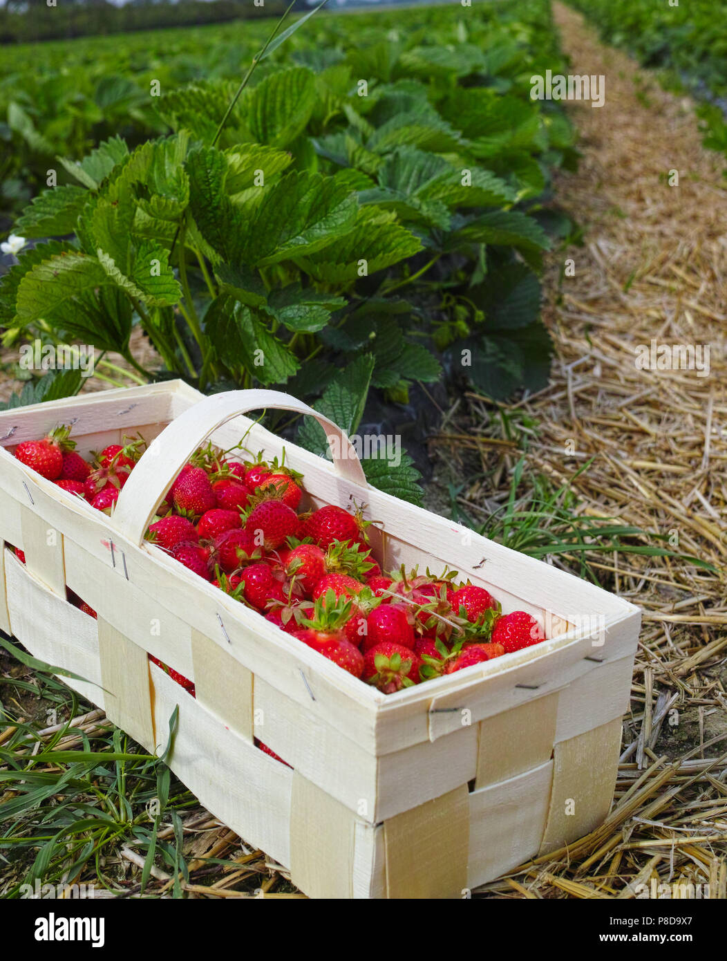 New harvest of sweet fresh outdoor red strawberry, growing outside in ...