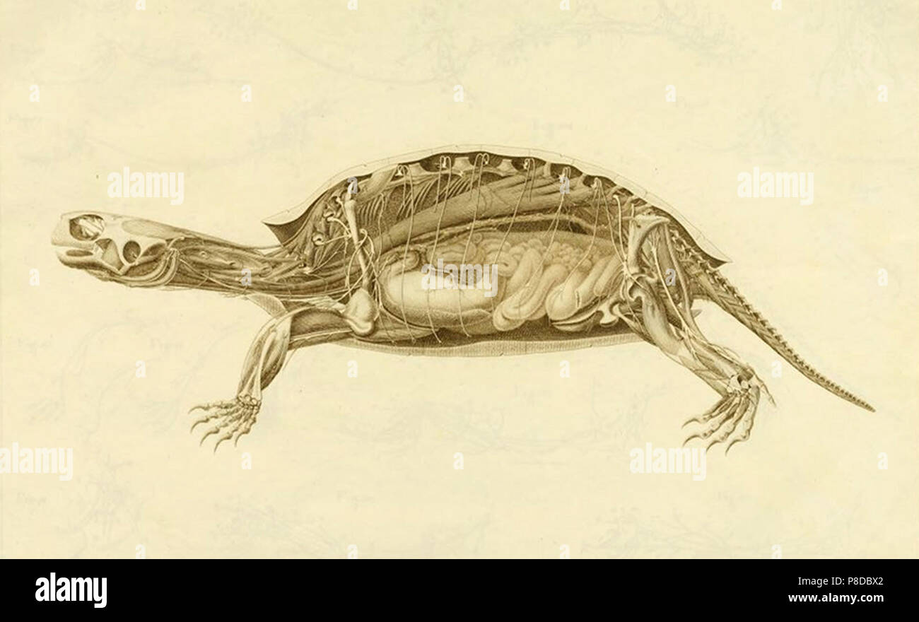 Anatomy of the turtle shell hi-res stock photography and images - Alamy