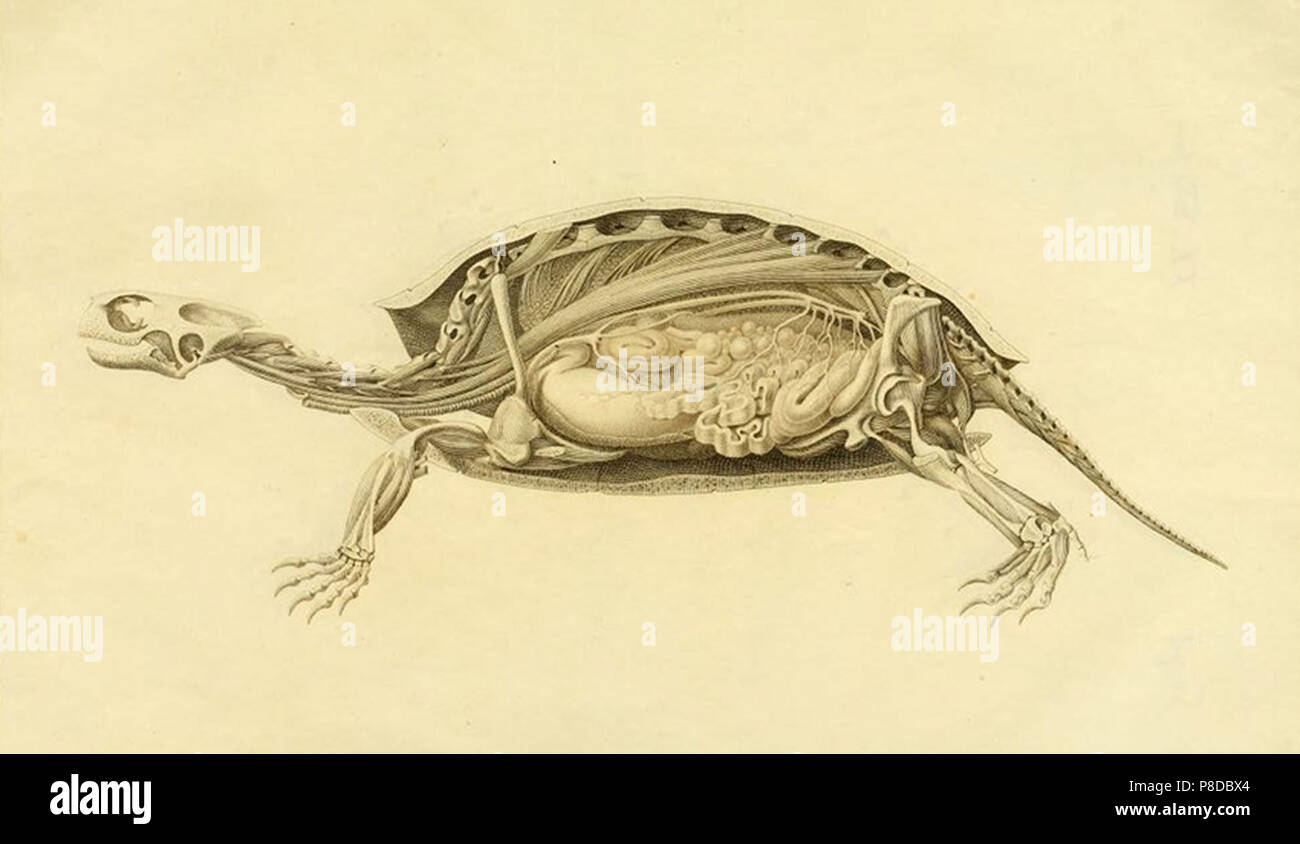 Anatomy of the turtle shell hi-res stock photography and images - Alamy