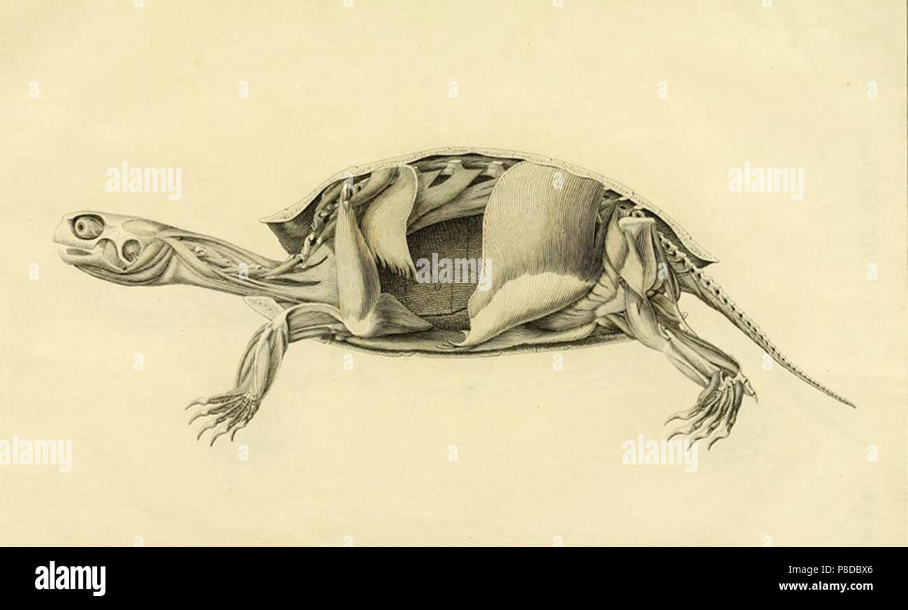 Anatomy of the turtle shell hi-res stock photography and images - Alamy